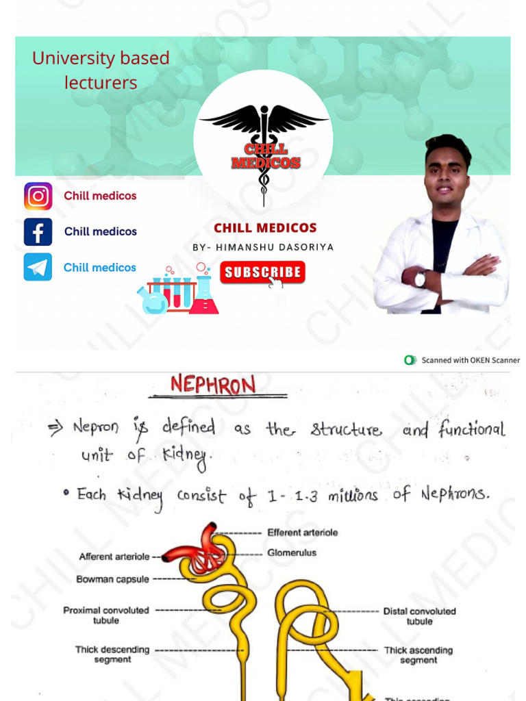 Renal Physiology | PDF