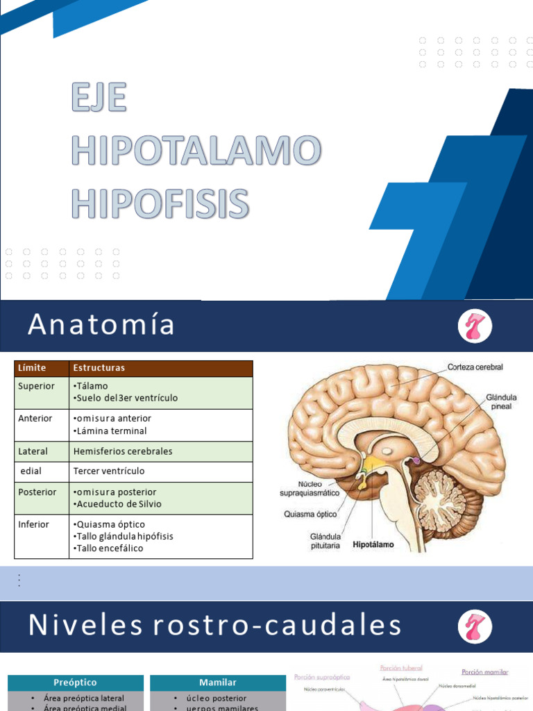 Hipotalamo Hipofisis | PDF | Glándula pituitaria | Hormona estimulante ...