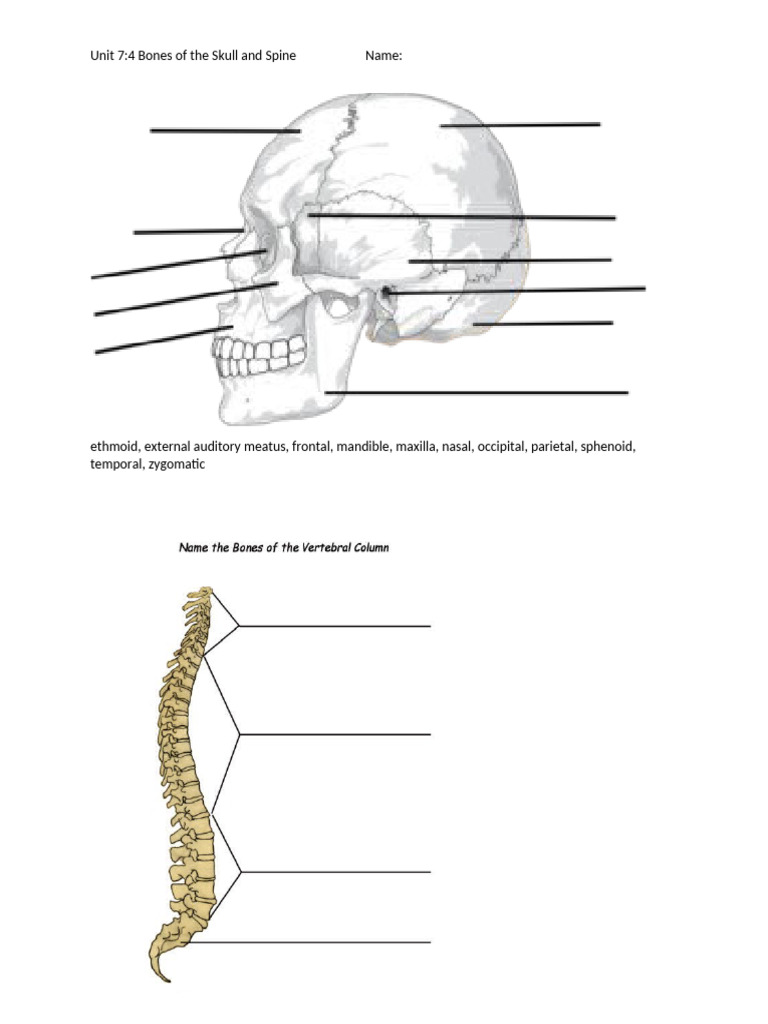 Skull and Spine Bone Anatomy Guide | PDF