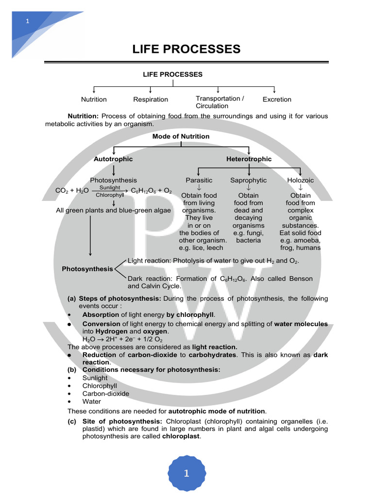 class 10 science chapters notes | PDF | Digestion | Photosynthesis