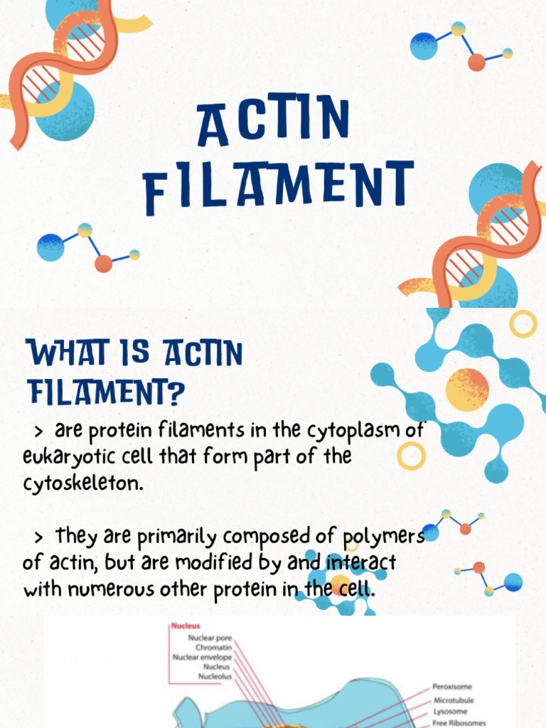 Actin Filament | PDF