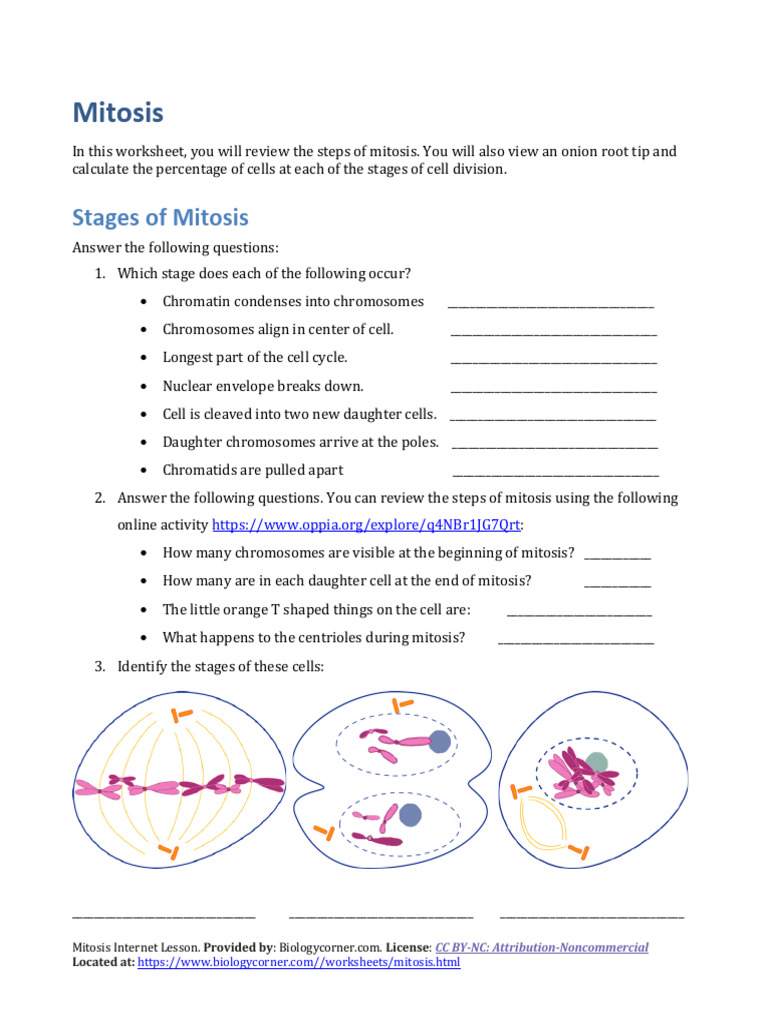 Mitosis Worksheet | PDF | Mitosis | Cell Biology