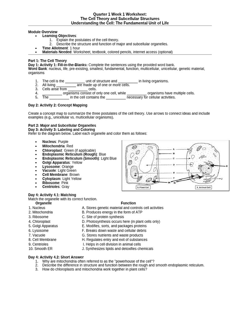 Q1 WK 1 Worksheet GenBio1 | PDF | Cell (Biology) | Endoplasmic Reticulum