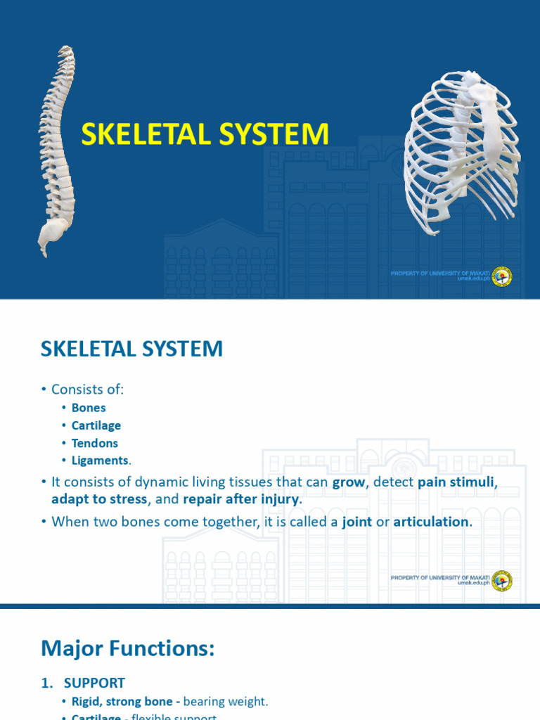 Skeletal System1 | PDF | Vertebral Column | Skeleton