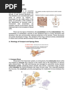 Toad External Anatomy and Skeletal System | PDF | Vertebral Column ...