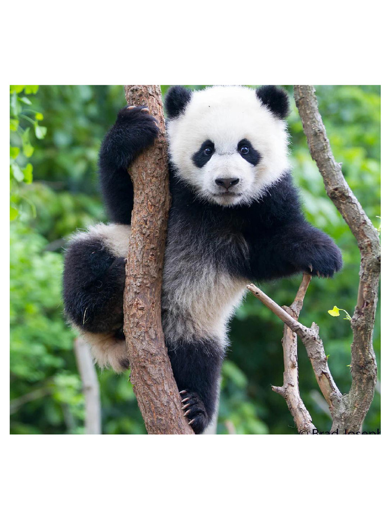 Panda | PDF