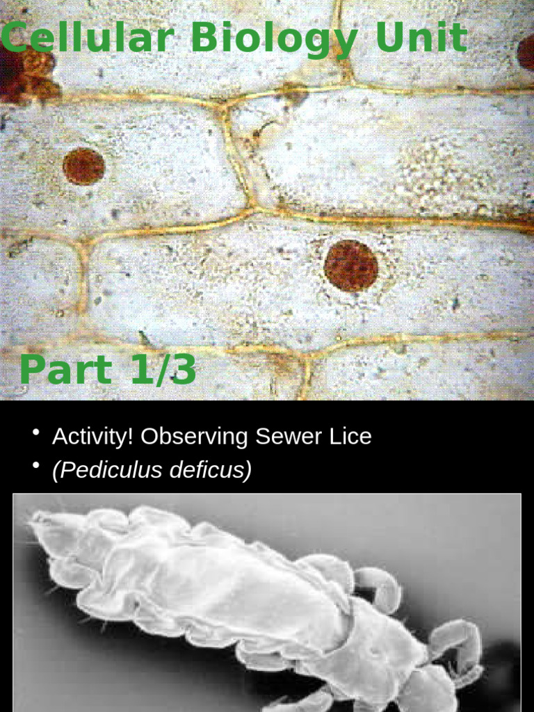 Part 1 Intro To Cells | PDF | Eukaryotes | Prokaryote
