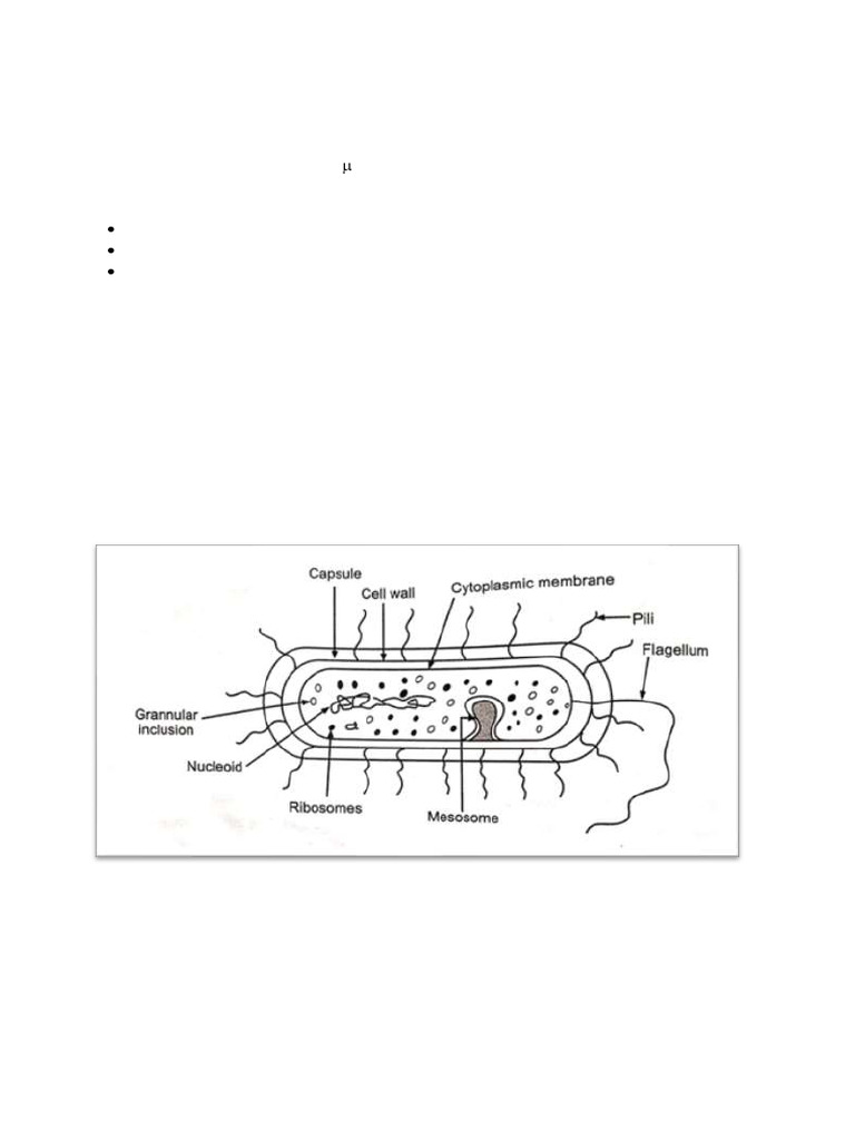 Bacteria Pdf Bacteria Cell Biology