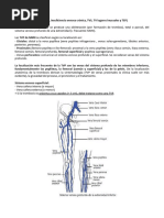 Signo de Homans y TVP: Diagnóstico Clínico | PDF | Angiología | Rtt