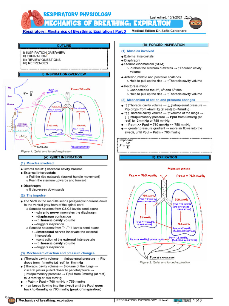 Mechanics of Breathing: Expiration Explained | PDF | Exhalation ...