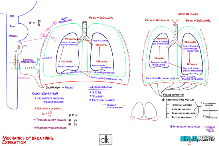 Respiratory Physiology) 03 Mechanics of Breathing 3) - Key | PDF