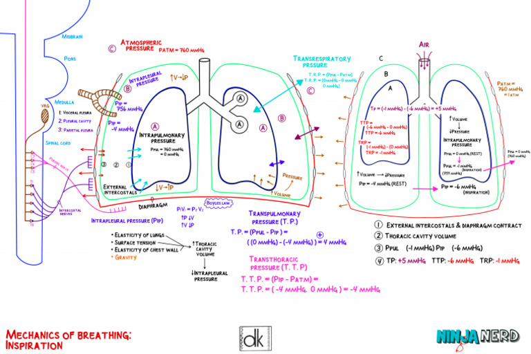 Respiratory Physiology) 02 Mechanics of Breathing 2) - Key | PDF