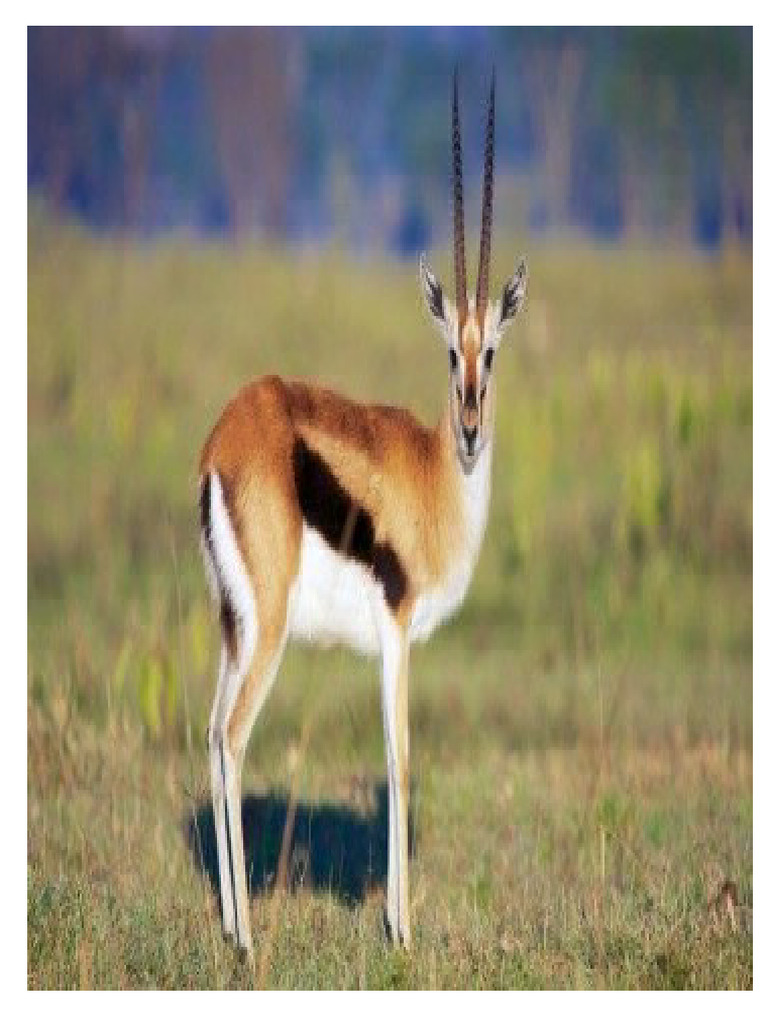 photo gazelle | PDF