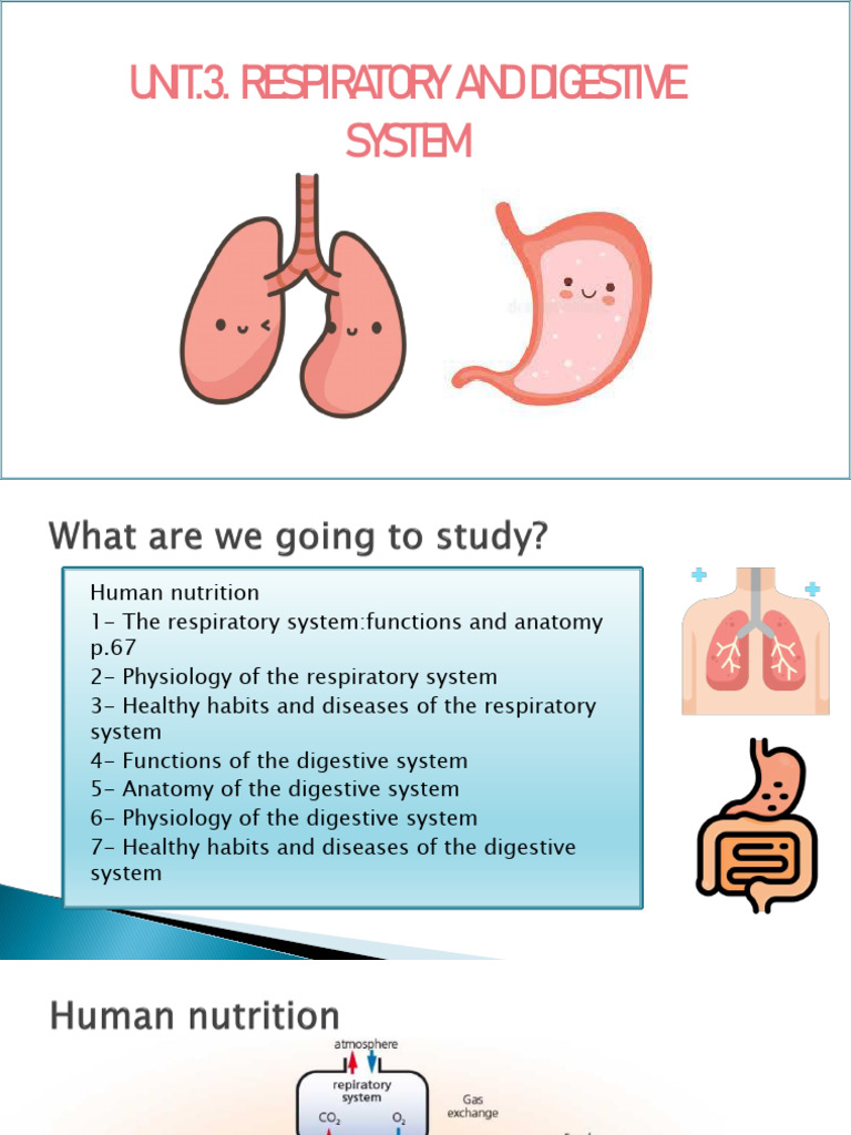 Respiratory and Digestive System Overview | PDF | Respiratory Tract ...