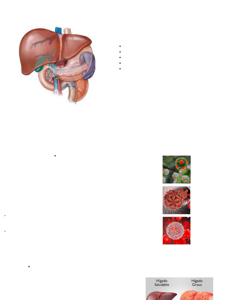 Higado Pancreas Vesicula Colon | PDF | Hepatitis | Bilis