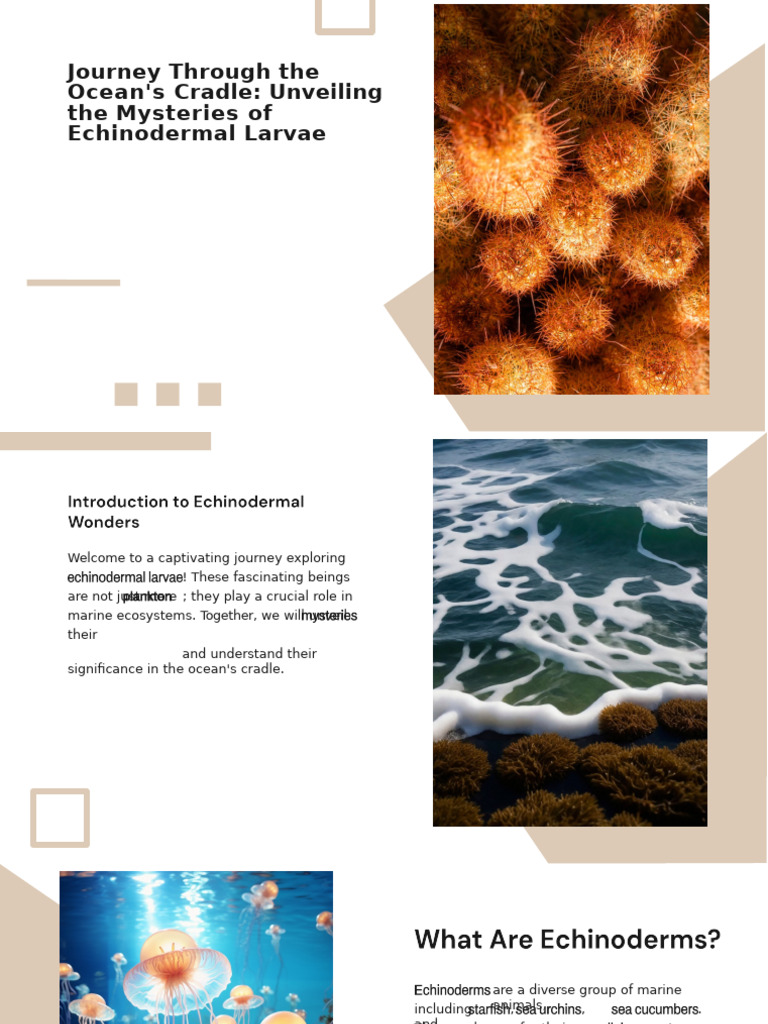 Echinoderm Larvae: Ocean's Key Players | PDF | Oceans | Predation