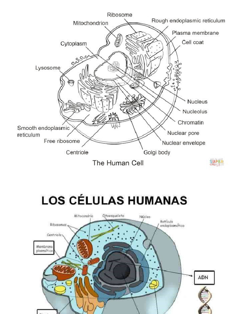 Presentación 1 VVV | PDF