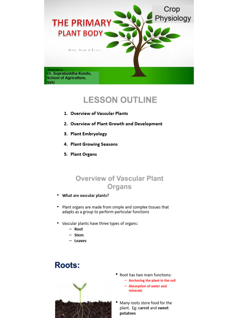 Vascular Plant Structure and Growth | PDF | Leaf | Root
