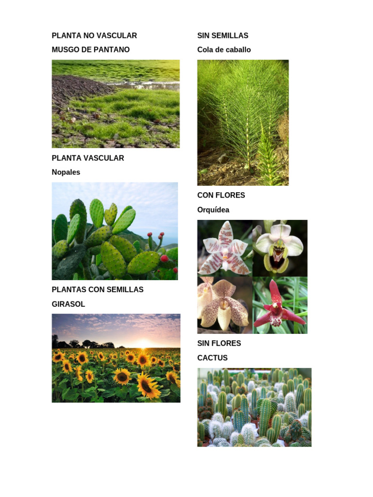 Tipos de Plantas: Vasc. y No Vasc. | PDF