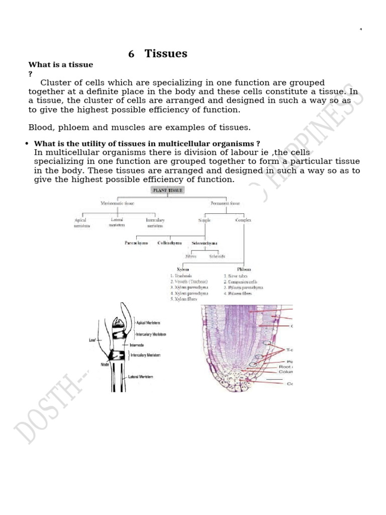 Tissues (1) | PDF | Epithelium | Tissue (Biology)