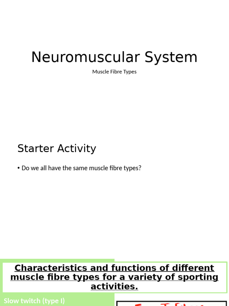 Neuromuscular System Lesson 1 | PDF | Skeletal Muscle | Muscle Contraction