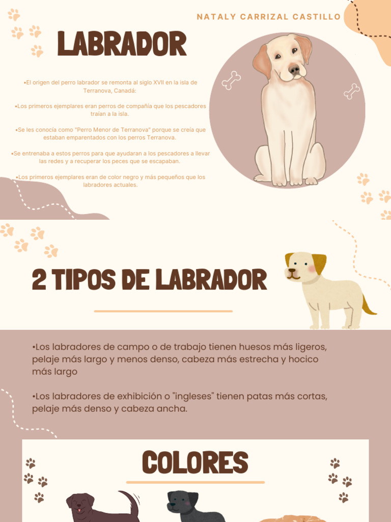 Guía Completa del Labrador Retriever | PDF | Labrador retriever | Perros