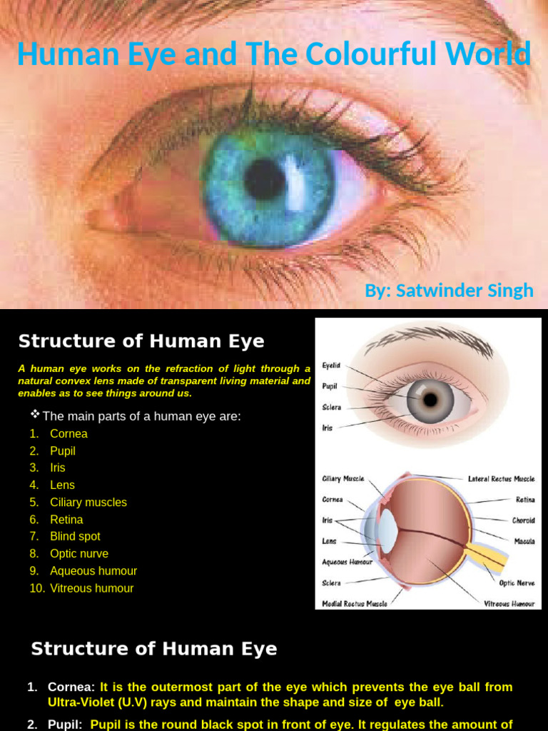 Human Eye Structure and Function Guide | PDF | Eye | Human Eye