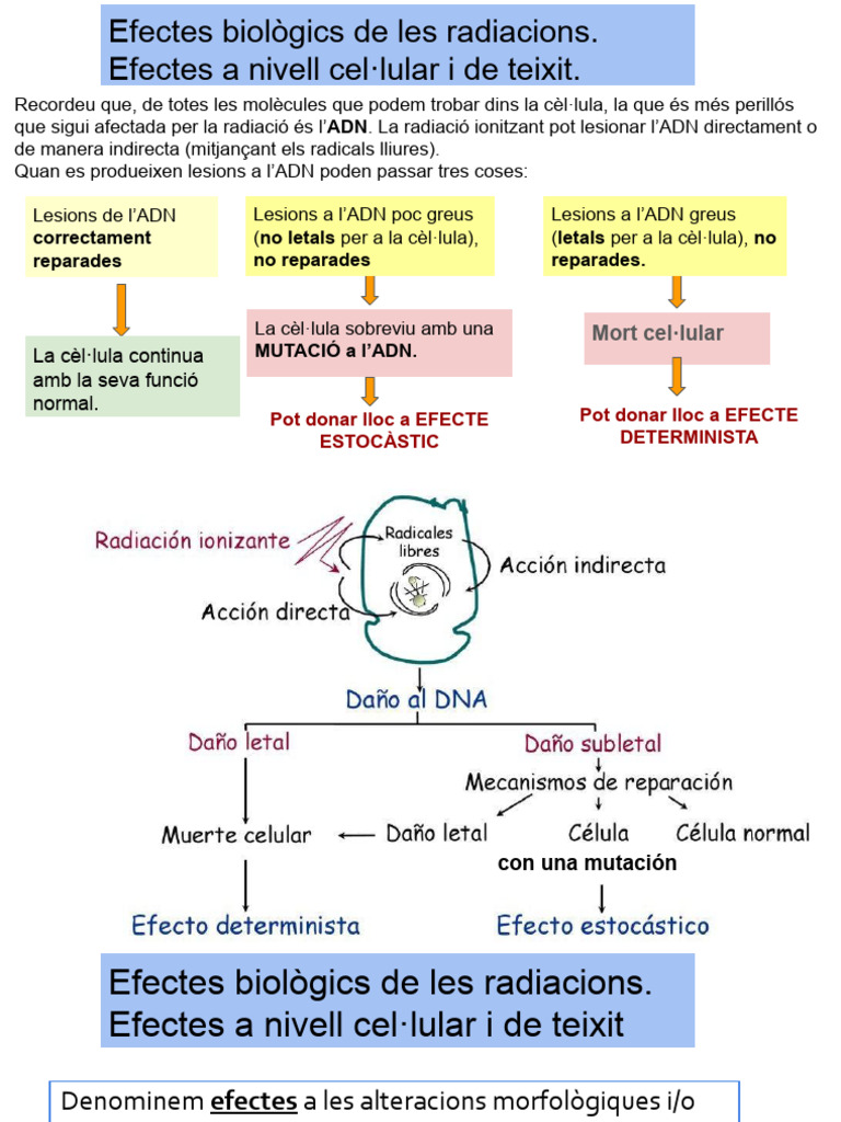 EFECTES DETERMINISTES - Efectes A Nivell Cel Lulat I de Teixit. | PDF