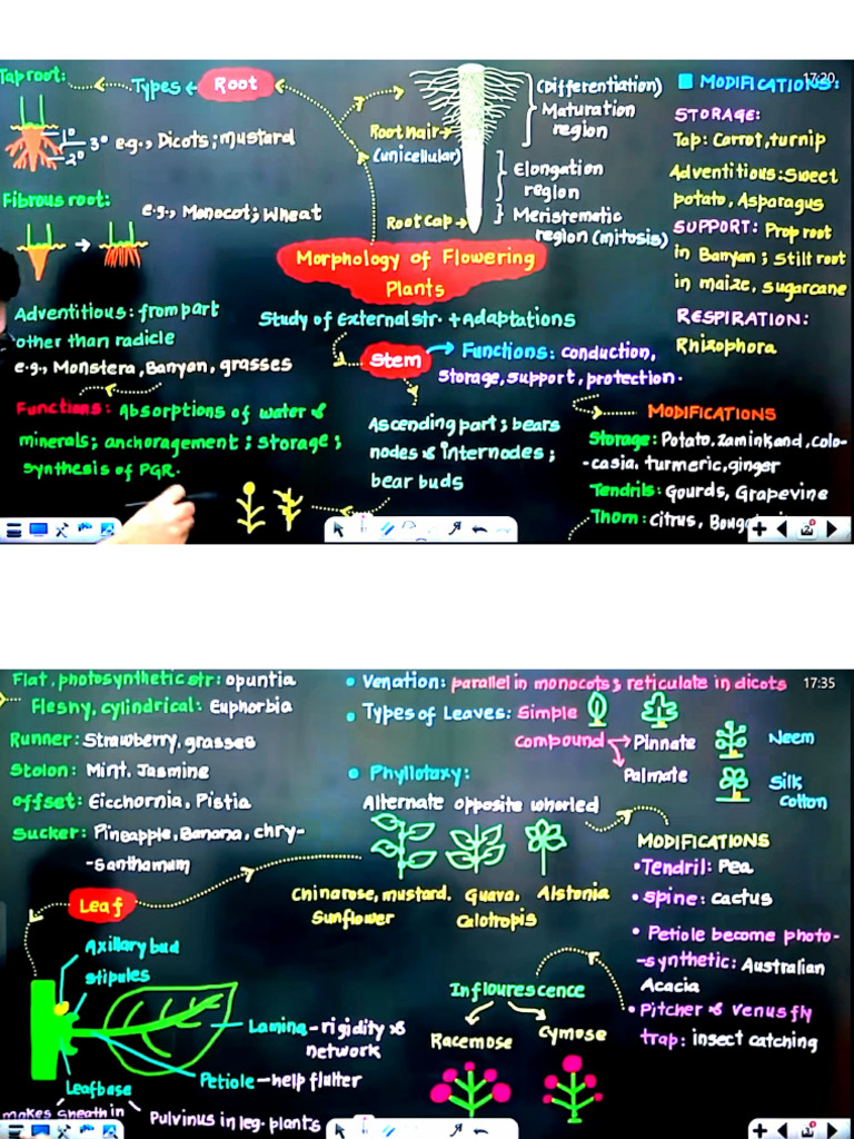 morho | PDF