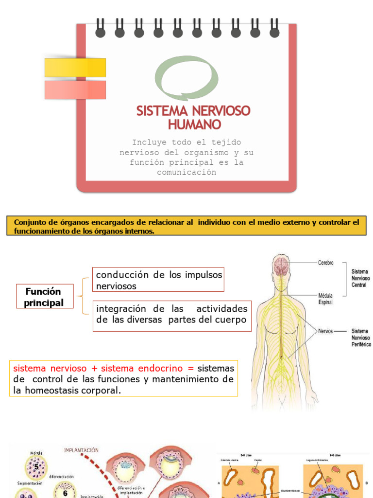 Cepru S.nervioso 2025 | PDF | Médula espinal | Sistema nervioso central