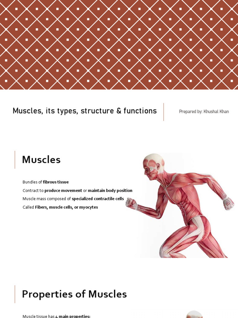 8 - Muscles, Its Types, Structure and Functions | PDF | Muscle | Muscle ...