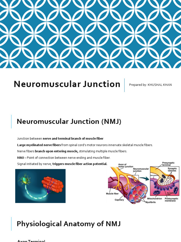 9 - Neuromuscular Junction | PDF | Neuromuscular Junction | Acetylcholine