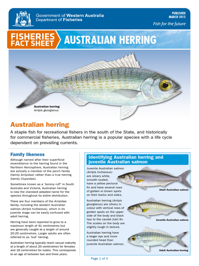 Fact Sheet Australian Herring | PDF | Coast | Herring