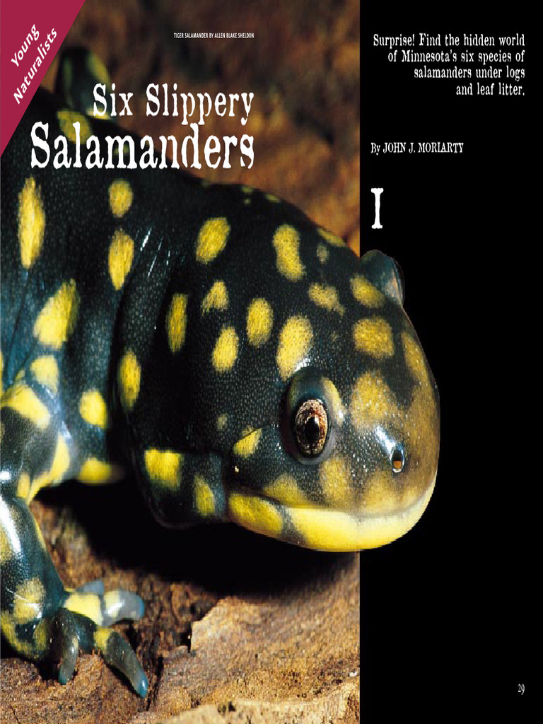 Salamander Classification | PDF | Amphibian | Aquatic Vertebrates