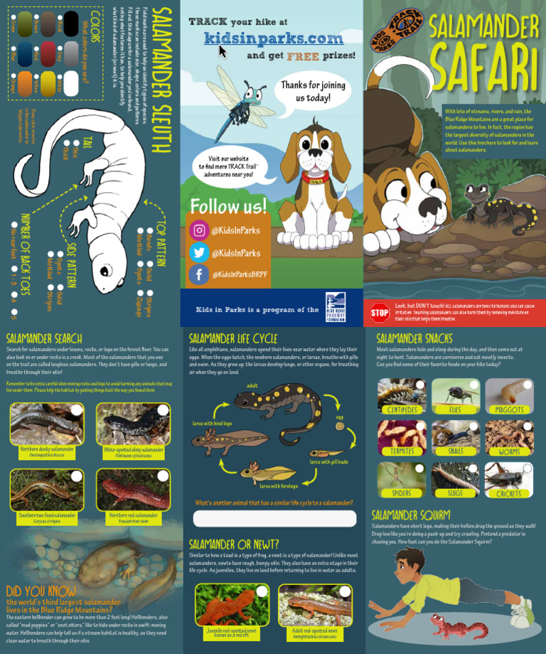 salamander brochure | PDF | Aquatic Vertebrates | Amphibian