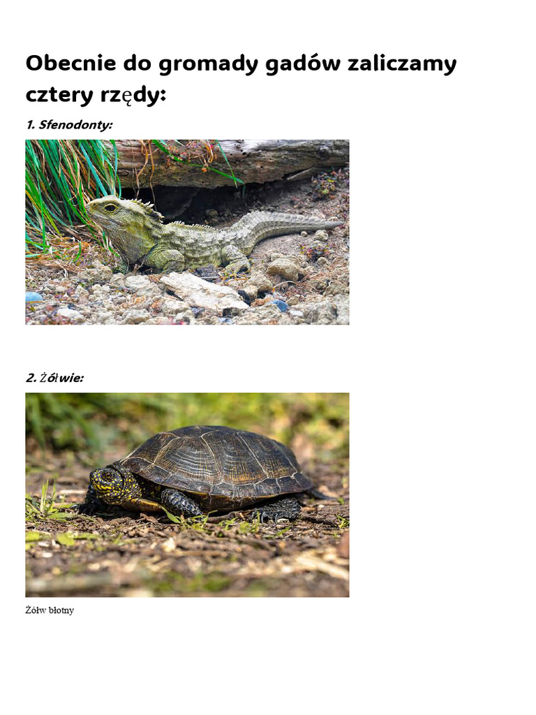 Klasyfikacja Gadów (Rzędy) | PDF