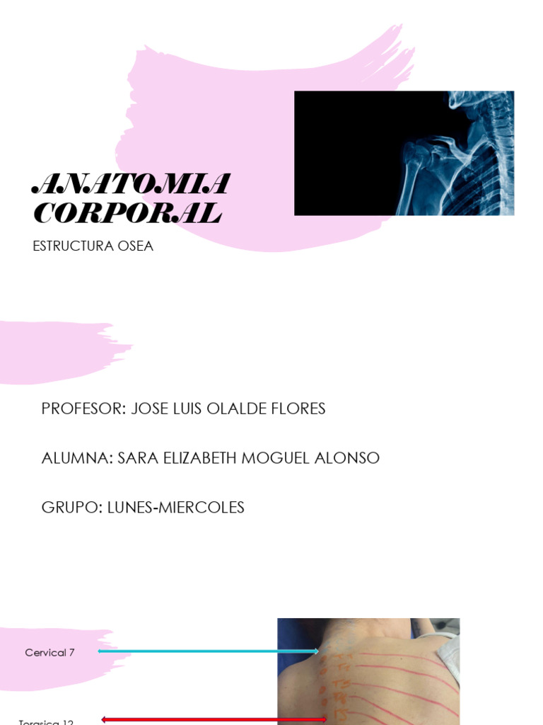 Anatomía Corporal: Estructura Ósea | PDF