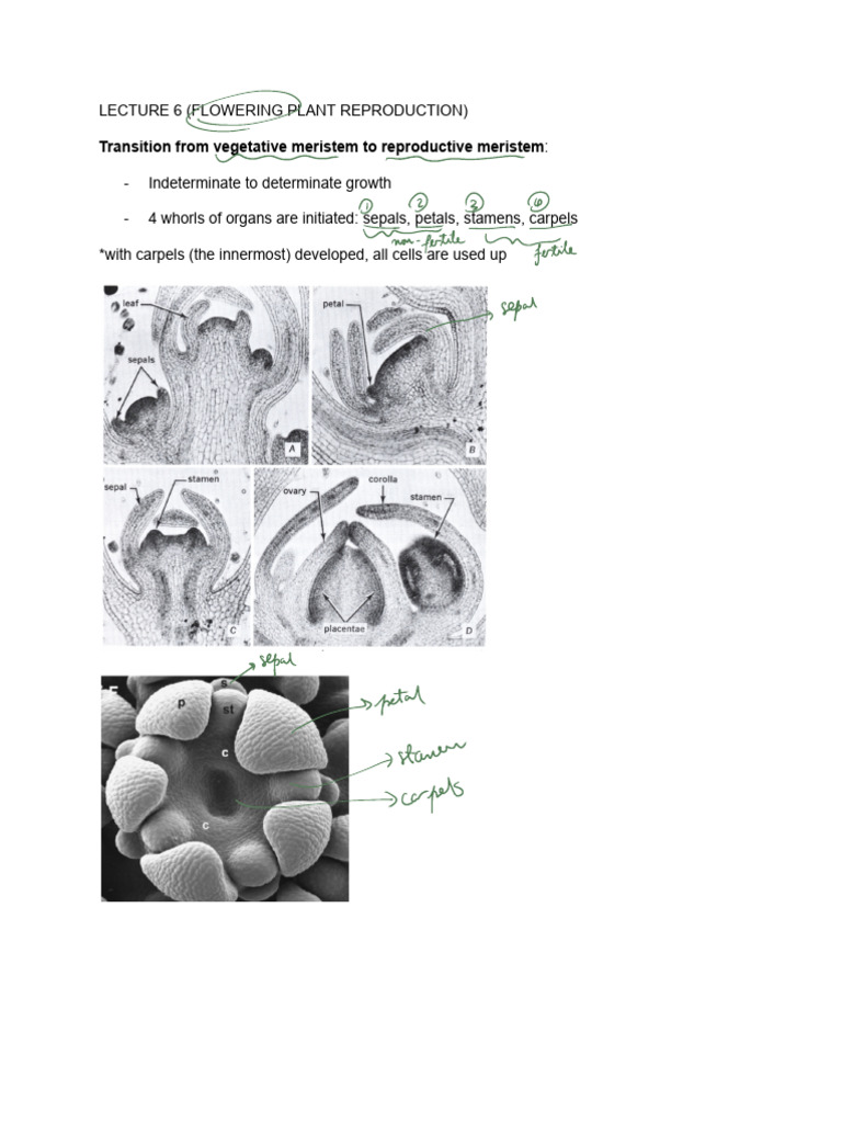 合并的bio251 | PDF | Auxin | Embryo