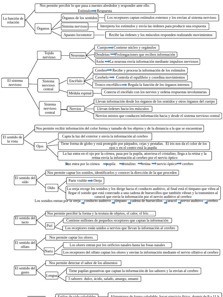 Esquema Tema 2 Conocimiento Del Medio | PDF | Sistema nervioso | Cerebro