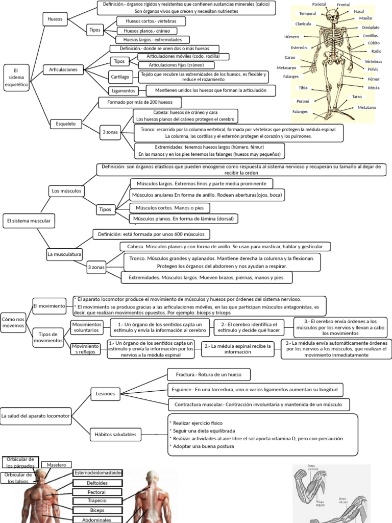 Esquema Tema 3 Cono | PDF | Hueso | Articulación