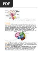 Brain Parts & Mnemonics Guide | PDF | Cerebral Hemisphere | Cerebral Cortex