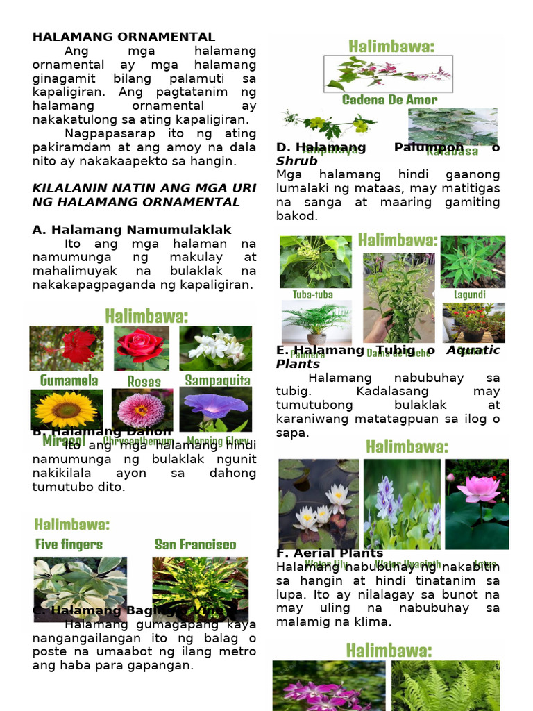 Halamang Ornamental | PDF