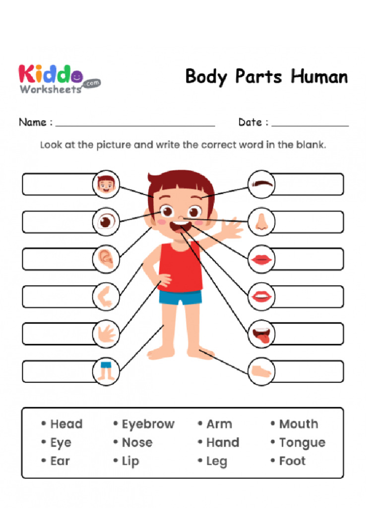 Parts of Body | PDF