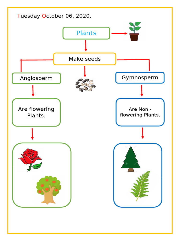 Angiosperm & Gymnosperm 06.10.2020 | PDF