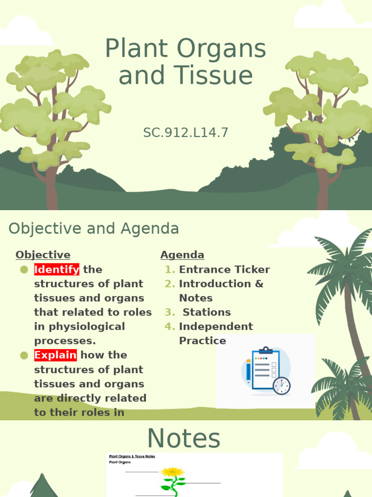 Plant Organs and Tissues PowerPoint | PDF