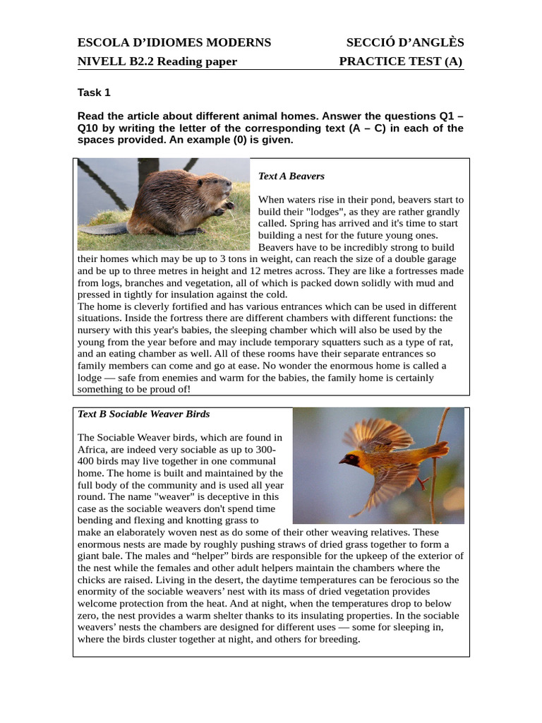 B2.2 Practice Reading Paper A2022 | PDF | Jeans | Bumblebee