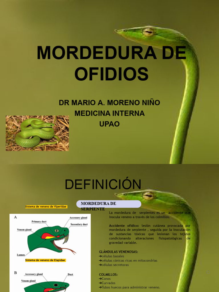 Mordedura de Serpiente: Epidemiología y Tratamiento | PDF | Serpiente ...
