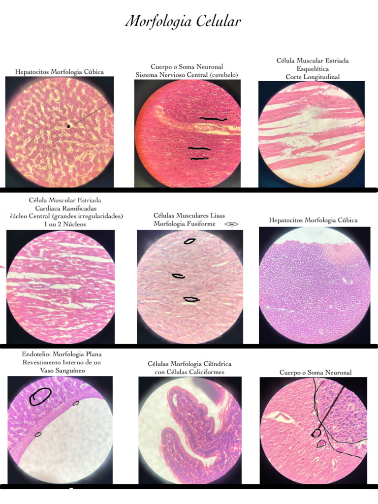Morfologia Celular | PDF
