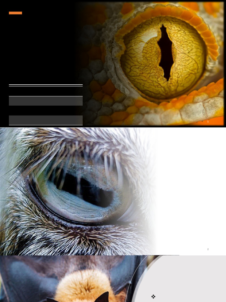 Expo Anato. Comparada | PDF | Córnea | Ojo