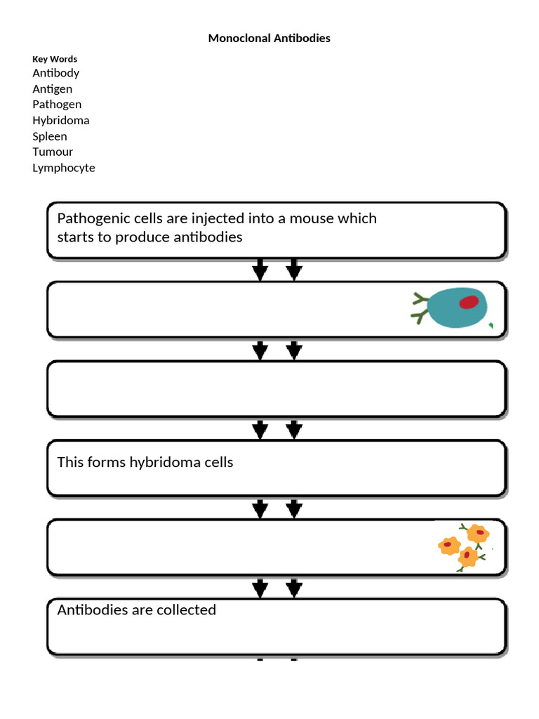 Monoclonal Antibody Production Flowchart | PDF